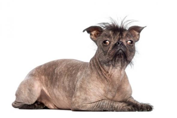 Estos son los perros más feos del mundo