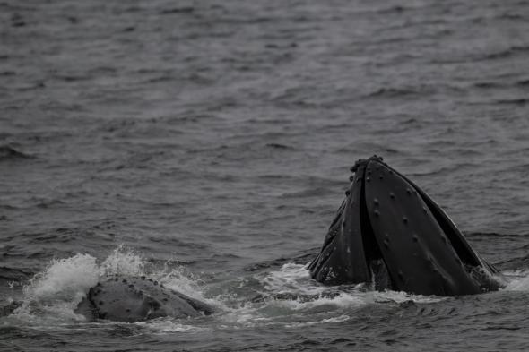Un grupo de ballenas sin precedentes invaden las rías baixas