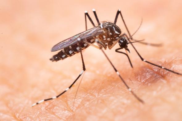Estas son las enfermedades transmitidas por mosquitos que más ...