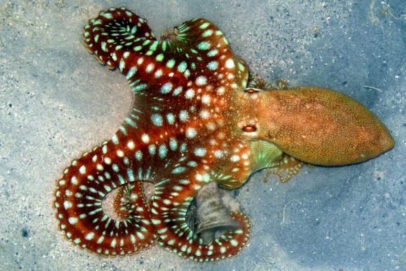 Investigadores españoles detectan un noveno tentáculo en un pulpo y ...