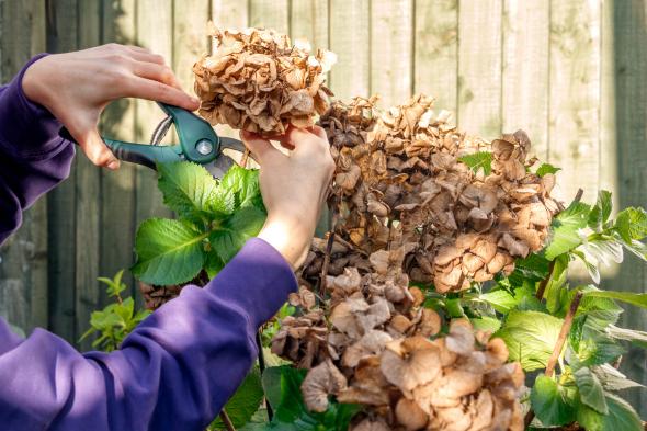 La poda perfecta de hortensias en otoño para una floración deslumbrante ...