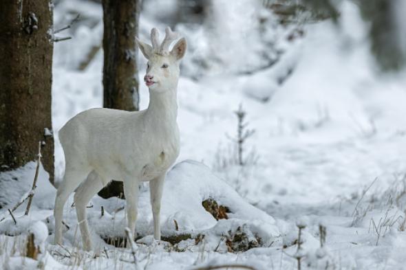 Un cazador alucina al tropezar con el legendario animal con multa de 3. ...