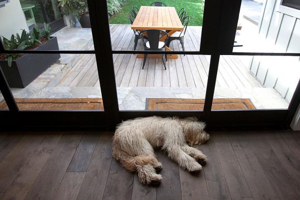 Advertencia de veterinarios por los perros que duermen en los patios de ...