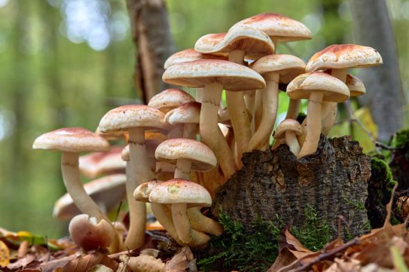 Cuál es la diferencia entre un hongo y una seta