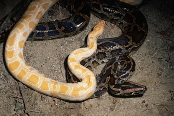 Encuentran una pitón, la crían y cuando se quieren dar cuenta descubren ...