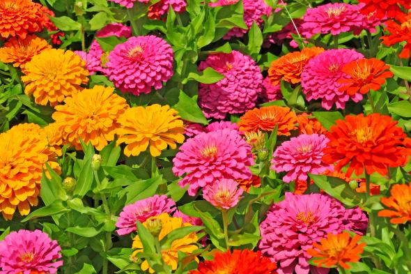 Cinco flores que plantar ya para tener un jardín colorido en poco tiempo