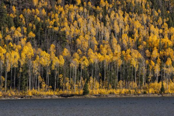 Pando, la colonia de árboles que es el ser vivo más longevo de La Tierra