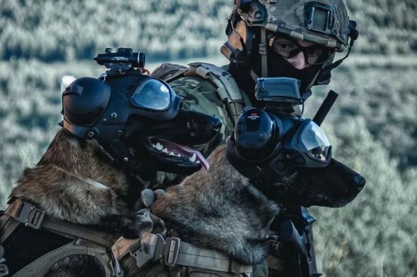 El perro soldado español formado para operaciones de riesgo que arrasa ...