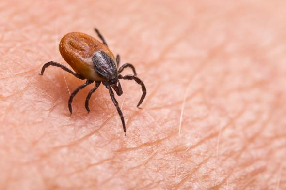 Ni garrapata ni avispa: esta es la picadura de animal más peligrosa del ...