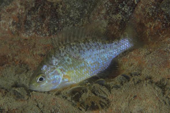 Libera un pez de acuario muy popular y años después se convierte en la ...