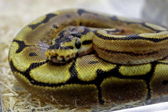 Un niño duerme con una pitón durante años hasta que un día el reptil se ...