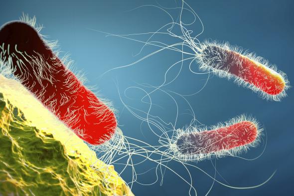 Una investigación confirma la expansión global de un gen que crea ...