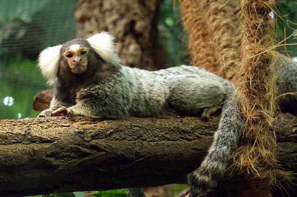 Roban una familia de monos Tití de Pincel de un zoológico de Sevilla