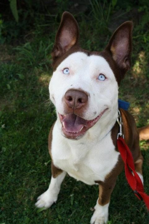 Perros híbridos: 19 cruces de dos razas que te encantarán (FOTOS)