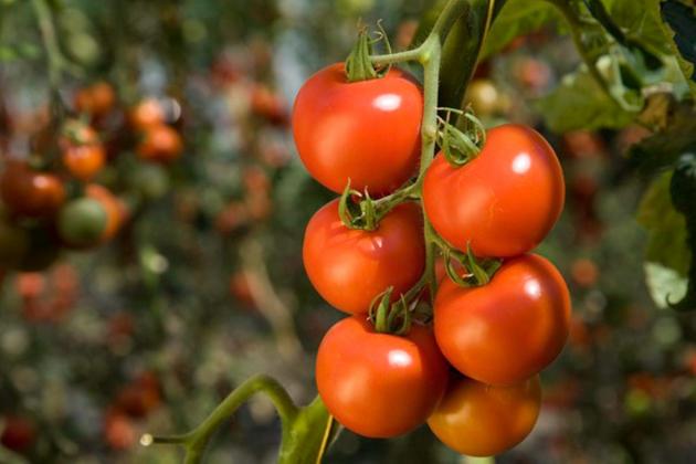 Un innovador invento planta cara a la sequía y duplica la producción de ...