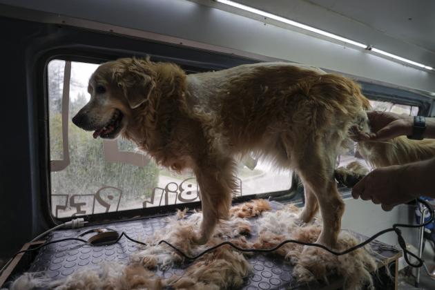 El duro sufrimiento al que expones a tu perro si le cortas el pelo