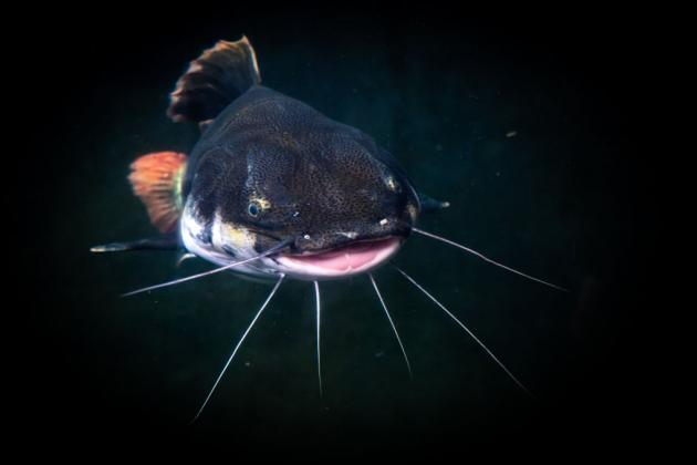 Insólito hallazgo en el estómago de un pez gato