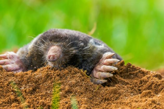 Aparece un topo sin ojos 87 años después de su extinción