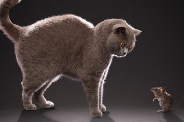 El motivo por el que los gatos cazan ratones