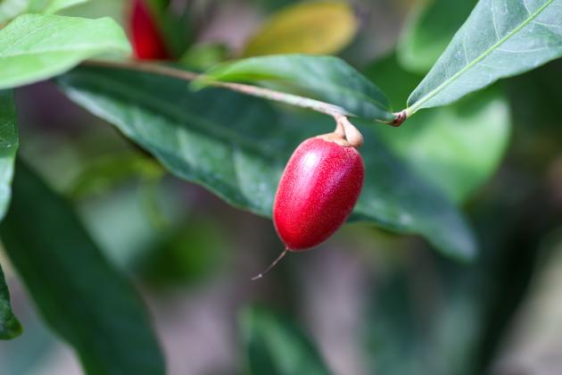 La fruta milagrosa que revoluciona la alimentación: todo te lo ...