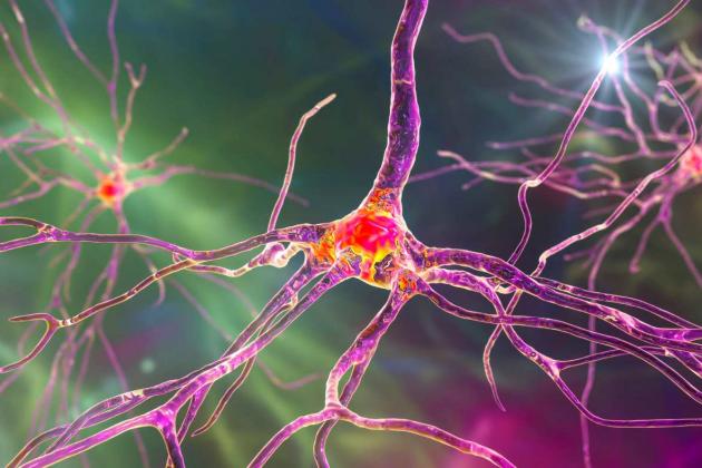 Las neuronas espejo: qué son y cómo entrenarlas para lograr ponerte en ...