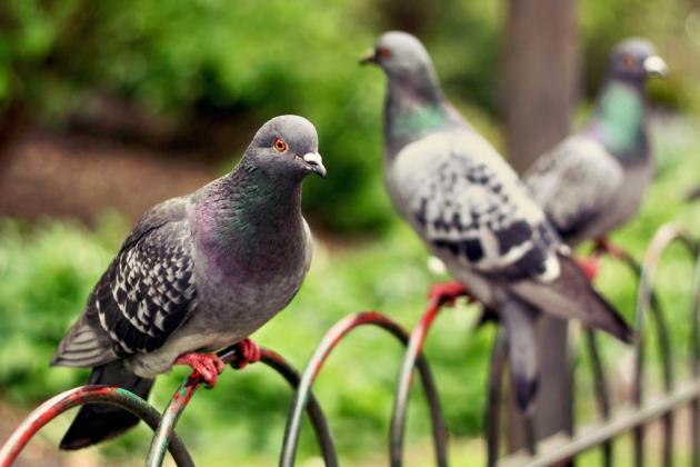 Ni repelente ni pinchos: un sólo color en el jardín es capaz de acabar ...