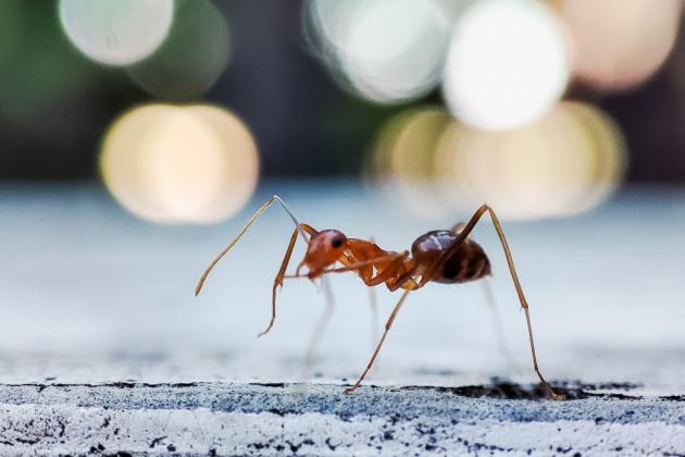 La hormiga loca se establece en Cataluña: este es el riesgo