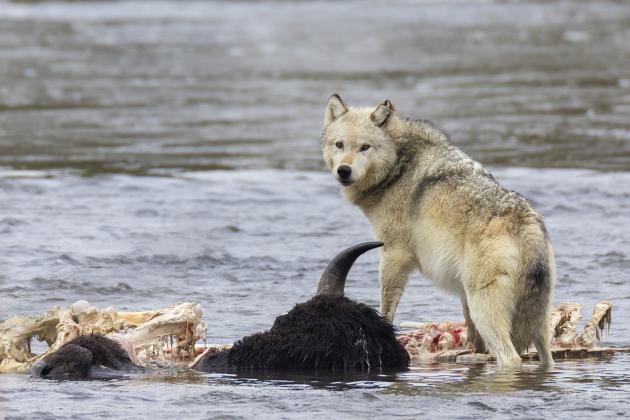 Un ganadero asombra al descubrir el nuevo animal guardaespaldas que ...