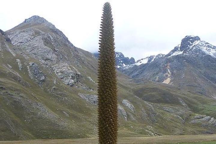 Esta es la planta que tarda 100 años en florecer: se encuentra en ...