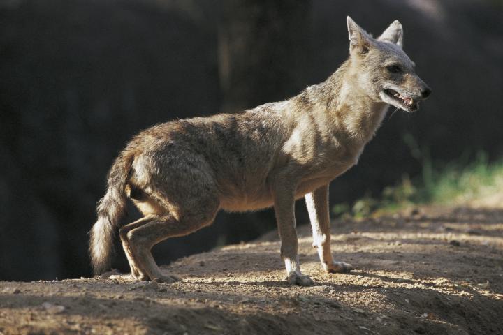 Una nueva especie de los Balcanes se adentra en España y pone a prueba a los lobos