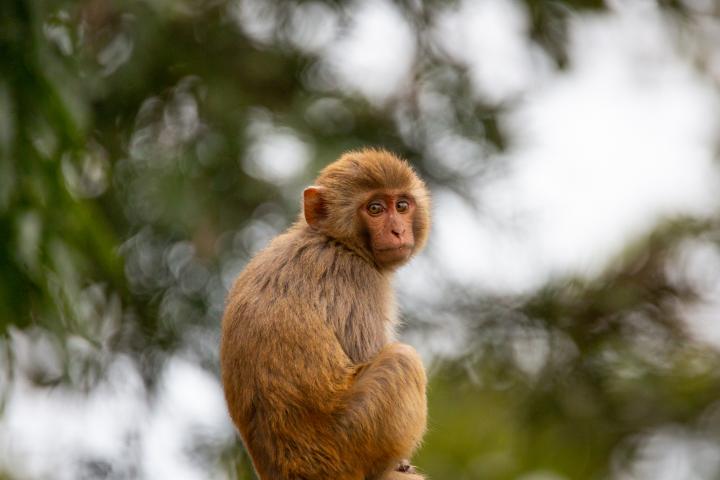 Científicos chinos clonan con éxito un mono 'rhesus'