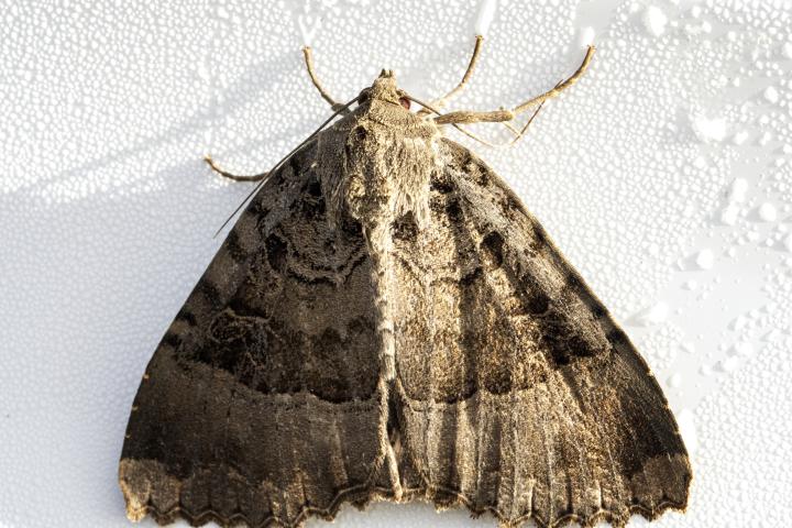 Los expertos ponen en su sitio a la plaga inesperada de polillas ...