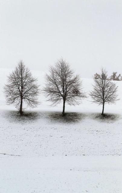 Cosas heladas bonitas: otra forma de mirar el invierno (FOTOS)
