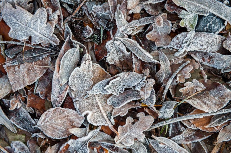 Cosas heladas bonitas: otra forma de mirar el invierno (FOTOS)