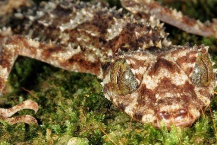Los 10 animales y plantas más increíbles descubiertos el año pasado
