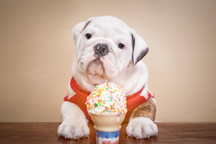 Helado perros