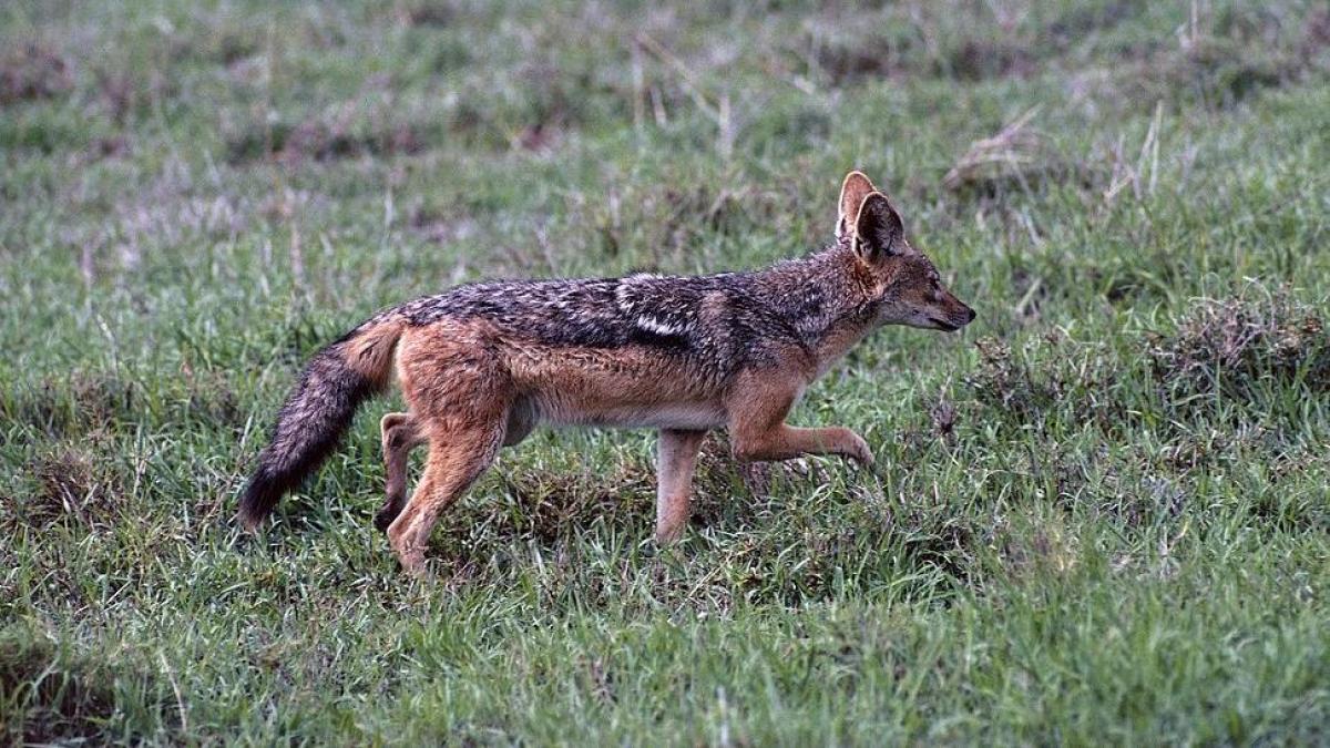 El chacal de los Balcanes se pasea por España