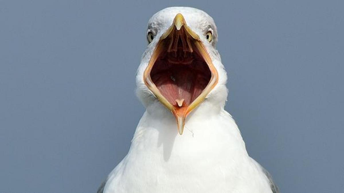 La gaviota remonta el vuelo a costa de comer lechuga: segunda 'encuesta prohibida' para el 23J