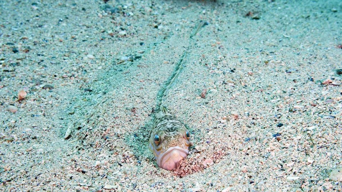 El método rápido y efectivo para curar una picadura de pez araña