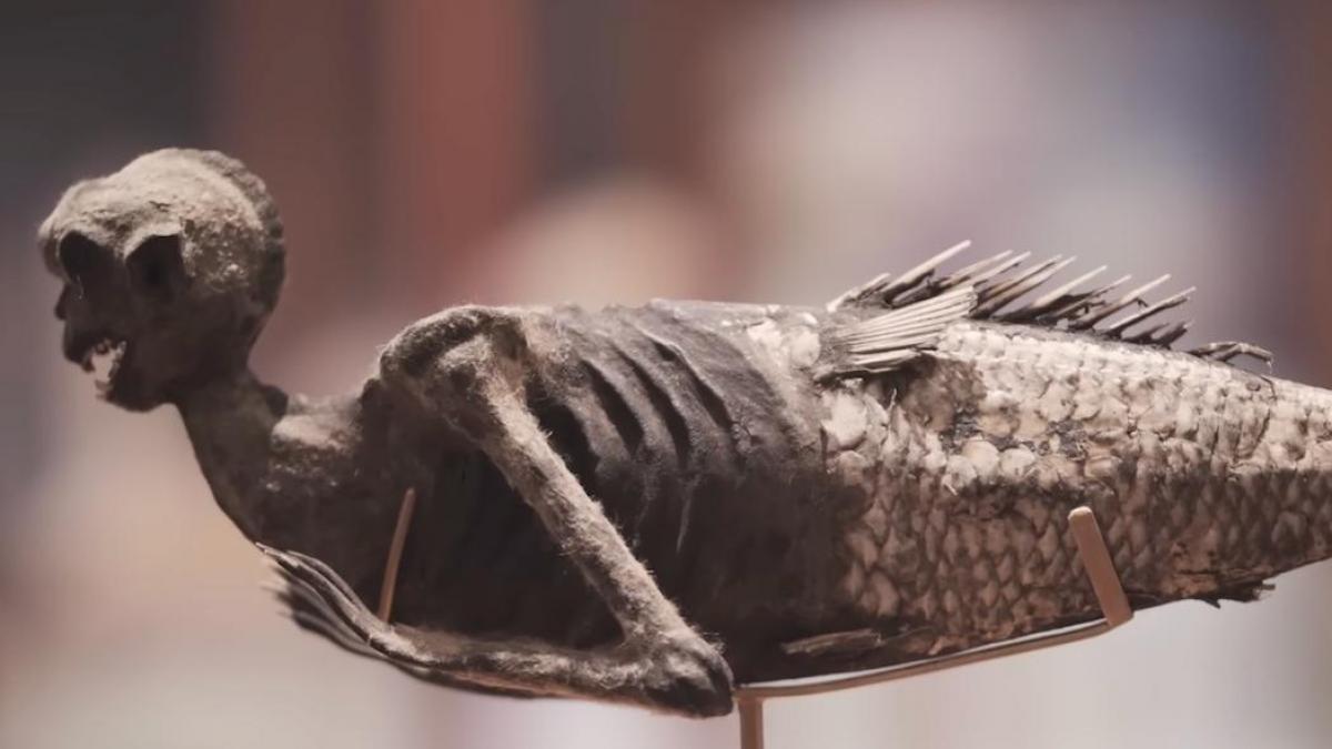 Un estudio de ADN destapa los animales que componen la sirena ...