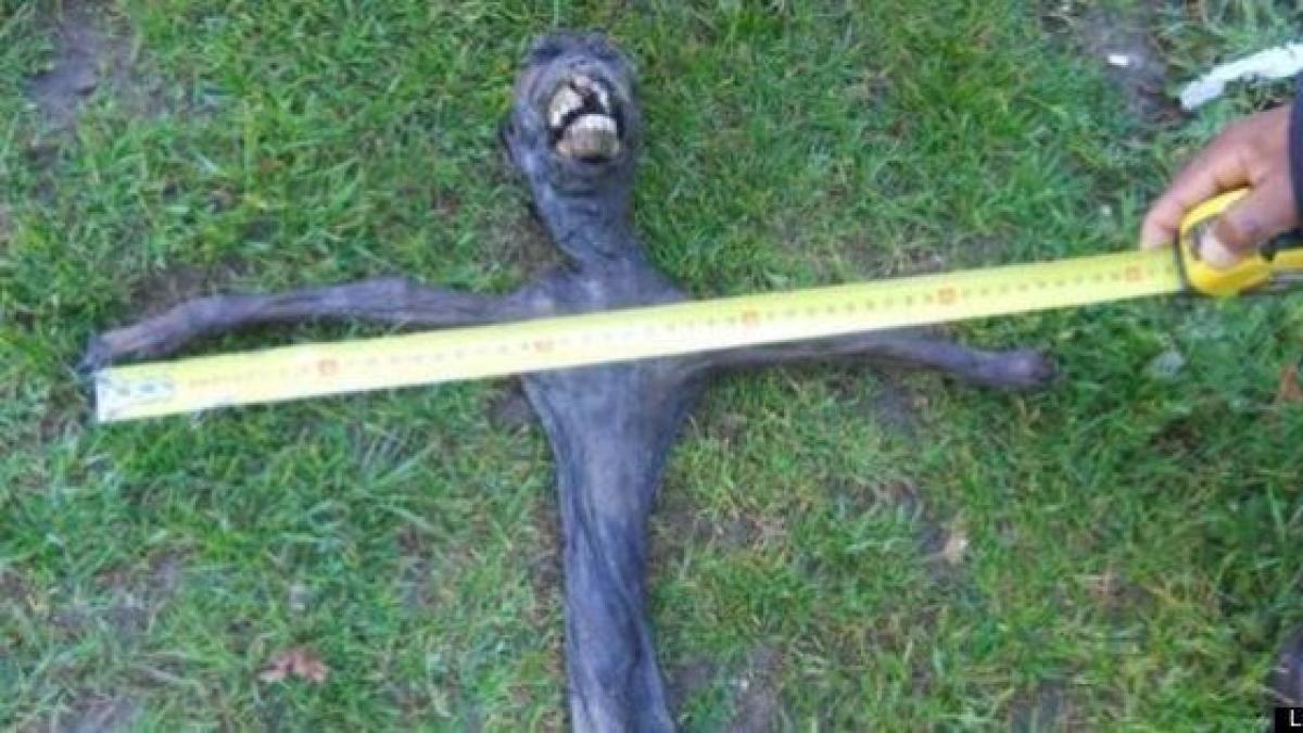 El 'alien' hallado en Sudáfrica es una cría de babuino momificada (FOTO)