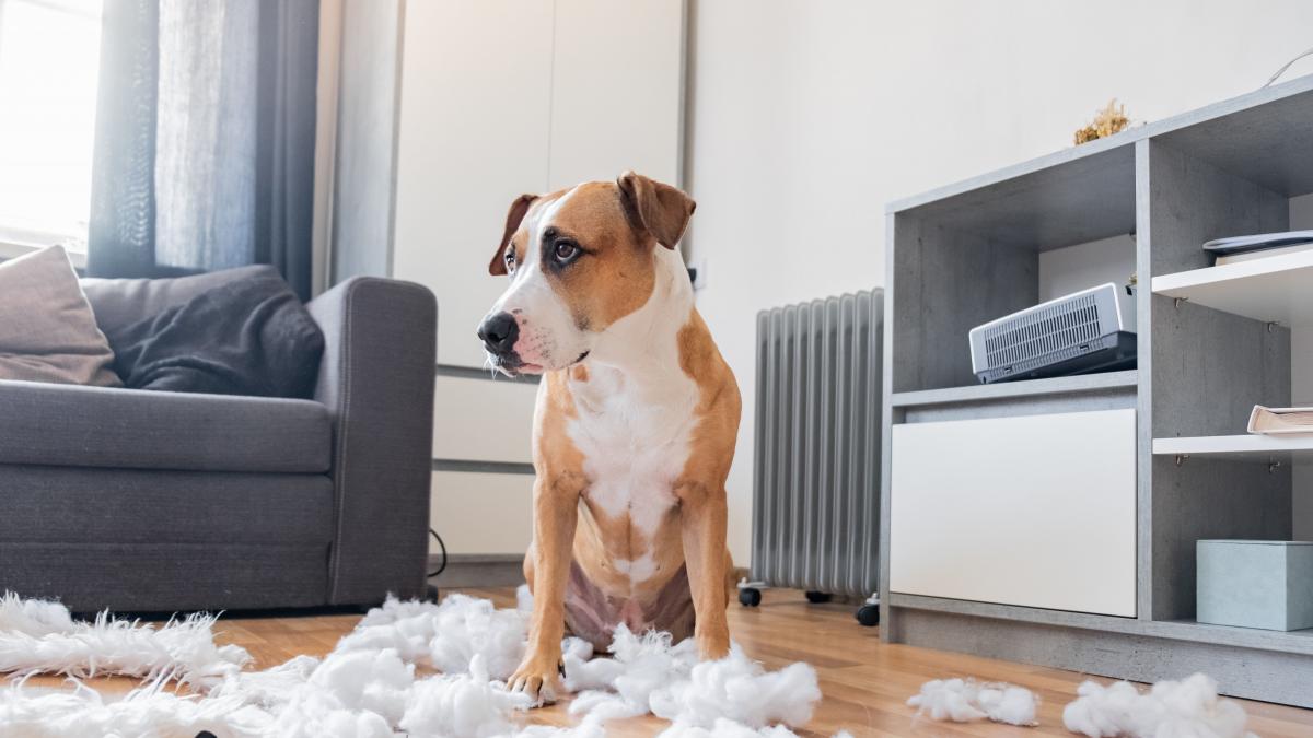 Cinco claves para estimular a tu perro durante la cuarentena por el ...