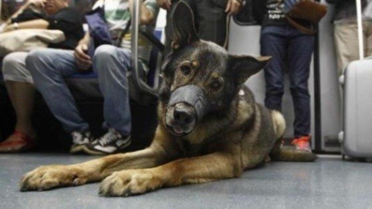 Los perros podrán viajar en el metro de Madrid: estos son los requisitos