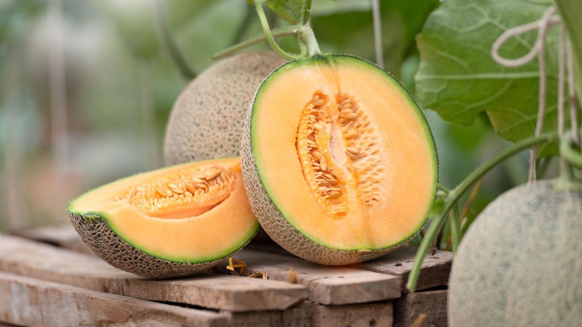 El melón de color extraño con un sabor increíble y un tesoro para la salud