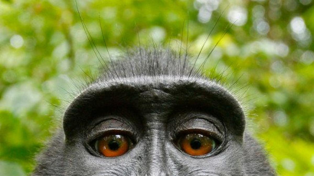 'Selfie' del macaco: ¿de quién son los derechos de la foto? (VÍDEO)