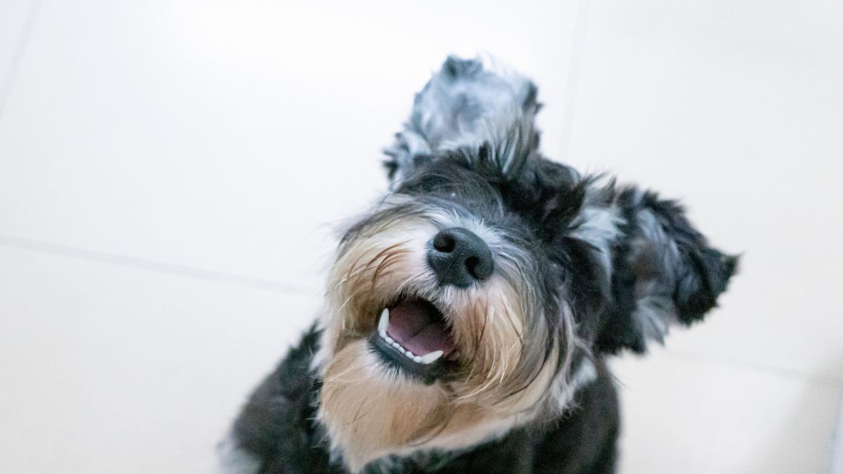 Las 21 razas de perros más inteligentes