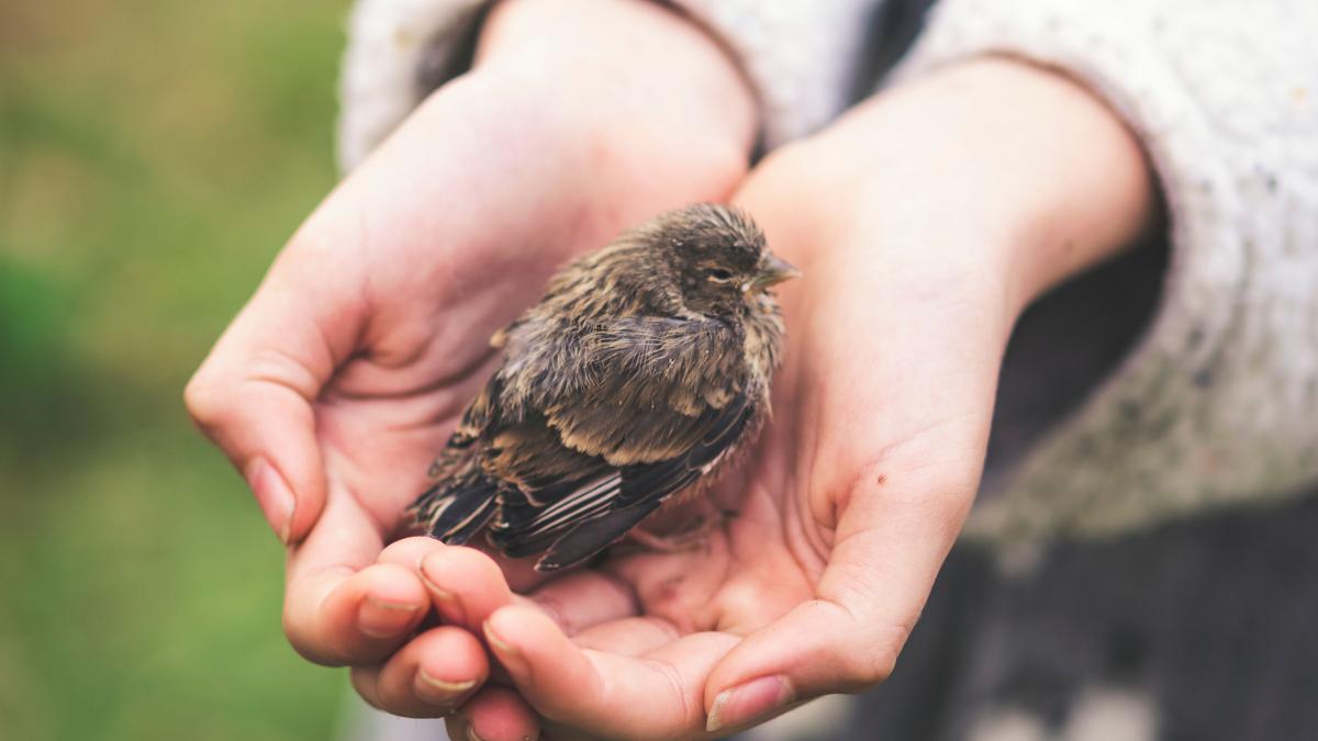 ¿Cómo actuar si te encuentras un pájaro herido?