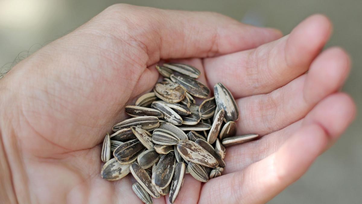 Un buen puñado de pipas, un recomendable chute de nutrientes