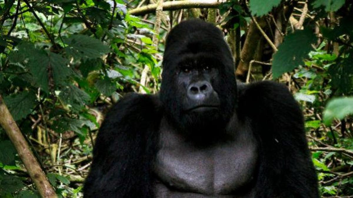 La caza ilegal lleva los grandes simios al borde de la extinción