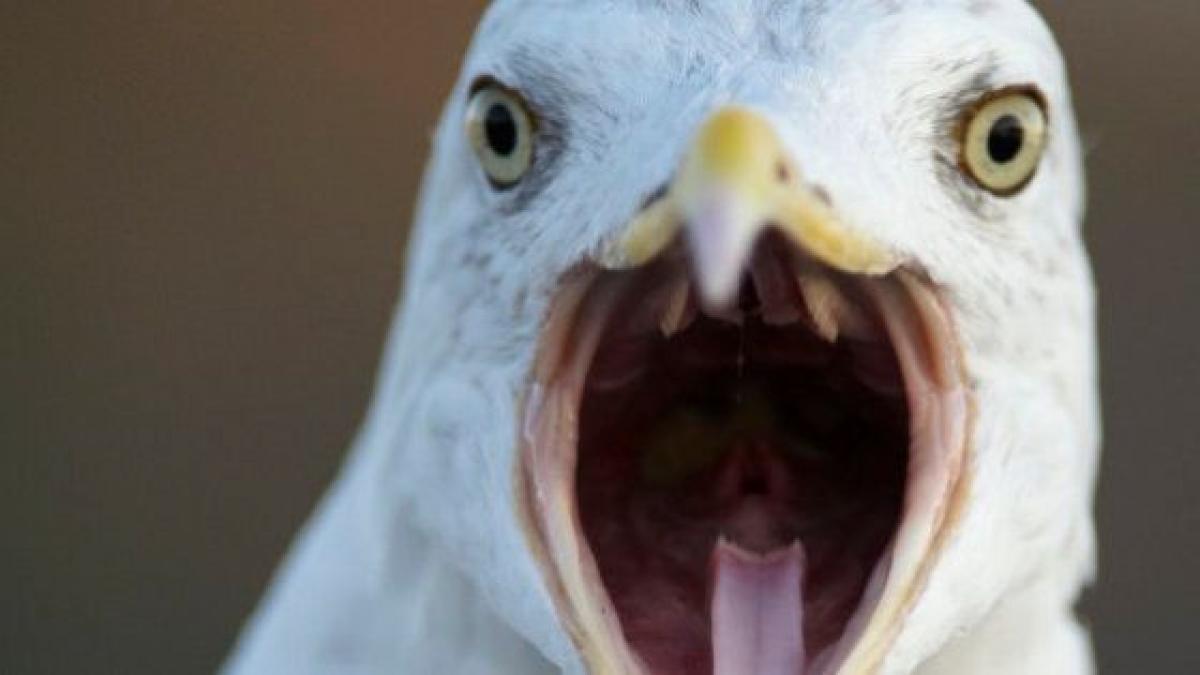 Los pájaros perdieron sus dientes hace 100 millones de años, según ...